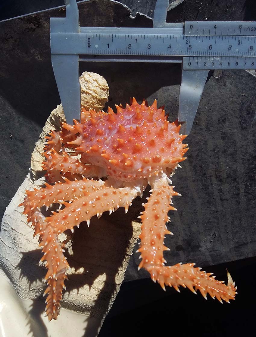 Comienza la campaña de investigación de centolla 2018 al sur del 48°LS ...