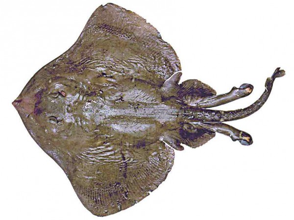 Especies - Raya cola corta