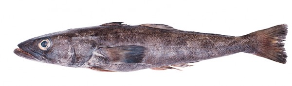 Especies - Merluza negra