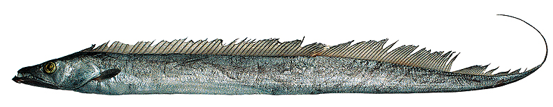 Especies - Pez sable