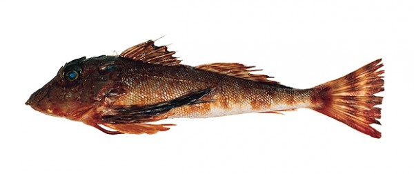 Especies - Testolí­n rojo